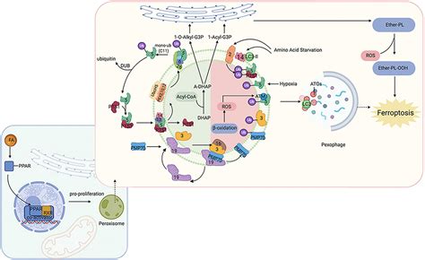 Frontiers Fatty Acids Metabolism The Bridge Between Ferroptosis And