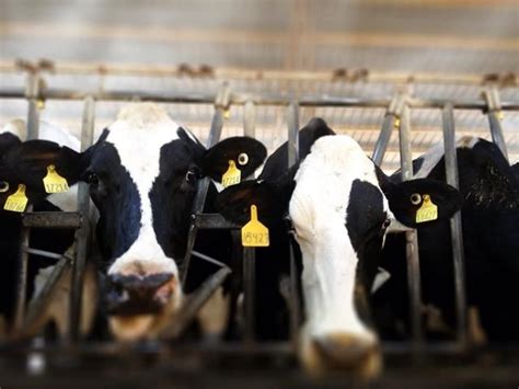 How Much Milk Do Cows Give Dairy Moos