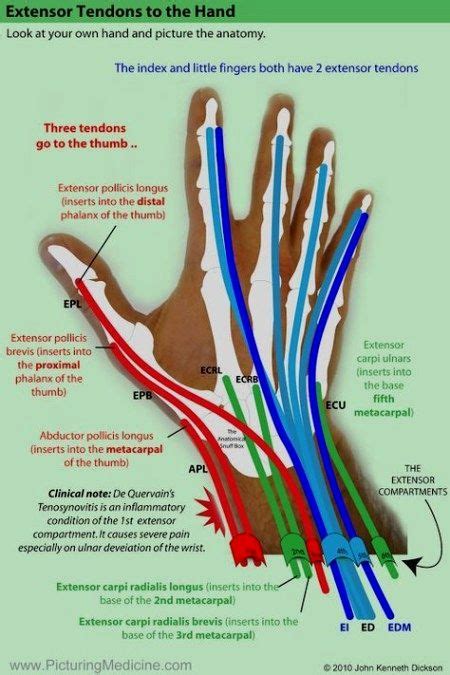 How To Give A Full Body Massage At Home Anatomy Hand Therapy Hand Anatomy Acupuncture