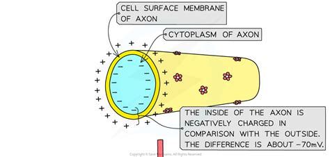 IB DP Biology SL复习笔记6 5 2 Nerve Impulses 翰林国际教育