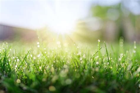 5 Lawn Care Tips For Greener Grass Home Garden And Homestead