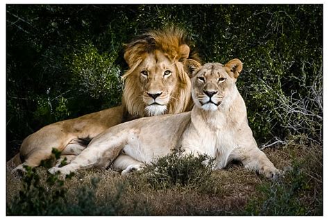 What Roles Do Male And Female Lions Play Lioness Mate Lions Males