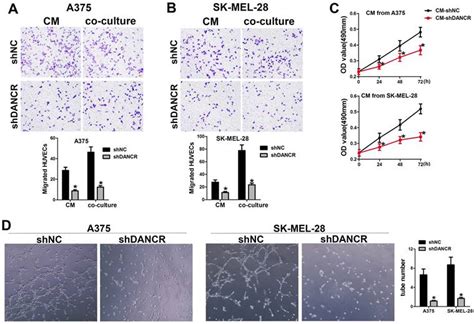 LncRNA DANCR Enhances Angiogenesis To Promote Melanoma Progression Via