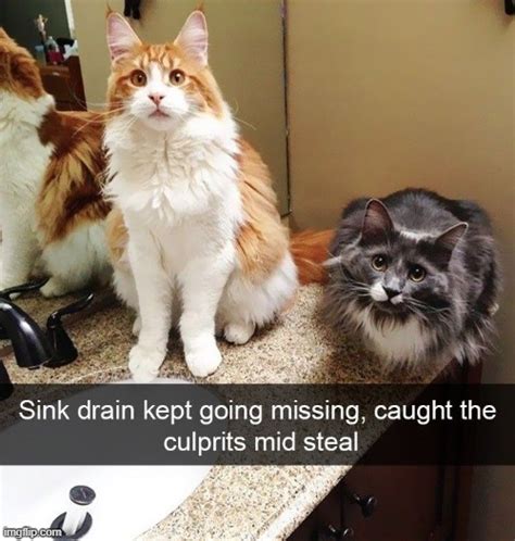Image Tagged In Cats Imgflip