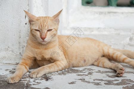 吃饱睡觉的猫咪高清图片下载 正版图片307762487 摄图网