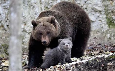 1036 Best Bear Cub Images On Pholder Hardcoreaww Aww And Nature Is Fucking Lit