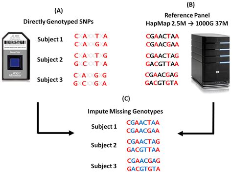 schematic overview of imputation a directly genotyped snps are download scientific diagram