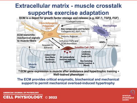 A Glitch In The Matrix The Pivotal Role For Extracellular Matrix
