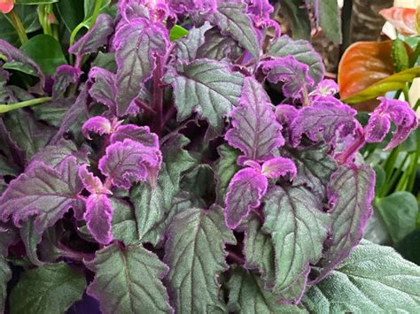 Gynura Purple Passion Merryhatton Garden Centre