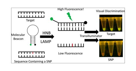 visual detection of single nucleotide polymorphisms using molecular beacon loop mediated
