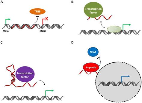 Frontiers The Role Of Long Non Coding RNAs In Genome Formatting And
