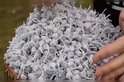 10000个摔炮爆炸的场面有多震撼老外拿来电锯测试