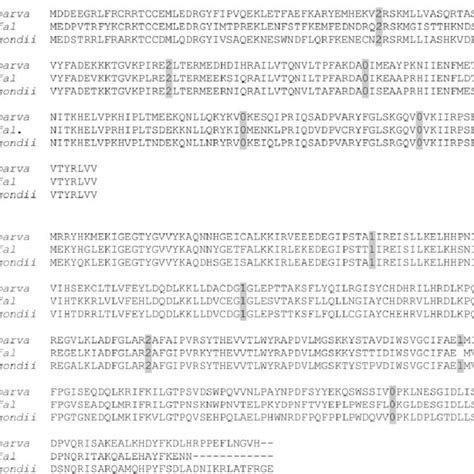 Examples Of Genes With Highly Conserved Intron Exon Structures Across
