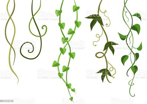 Twisted Wild Lianas Branches Set Jungle Vines Plants Woody Natural Jungle Drawing Vine