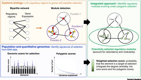 polygenic adaptation integrating population genetics and gene regulatory networks trends in
