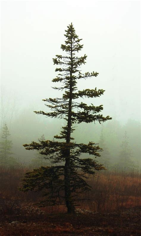 A Lone Pine Tree In The Middle Of A Foggy Field