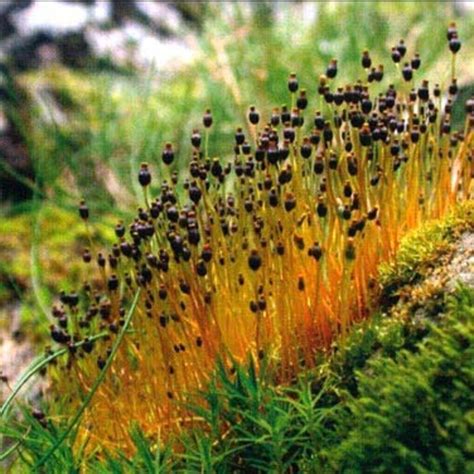 4 Types Of Plants Kingdom Plantae Owlcation