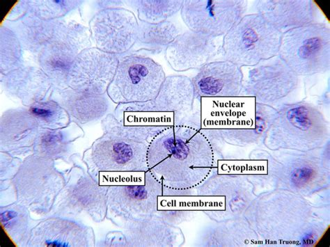 Cell Cycle Flashcards Quizlet