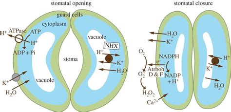 Opening And Closing Of Stomata By Guard Cells A Highly Simplified