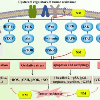 The Signaling Pathways Behind Tumor Resistance Multiple Dysregulated
