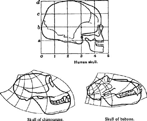 figure 1 1 from sobolev metrics on shape space of surfaces semantic scholar