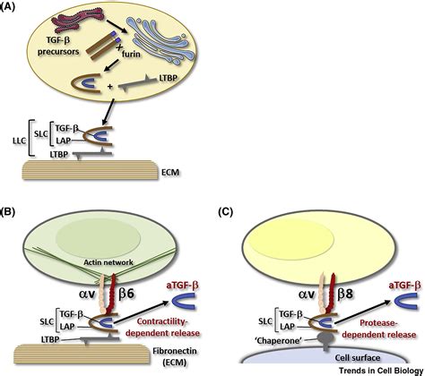 Controlling Immunity And Inflammation Through Integrin Dependent