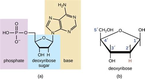 Explanation Of 3 Parts Of A Nucleotide And Nucleotide Examples