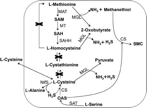 Scheme Of Transsulfuration L Cysteine Uptake And Sulfur Assimilatory