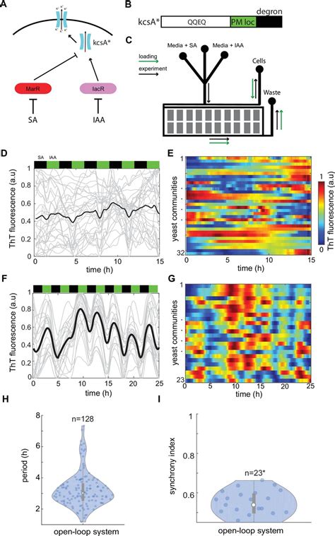 Macroscopic Control Of Cell Electrophysiology Through Ion Channel