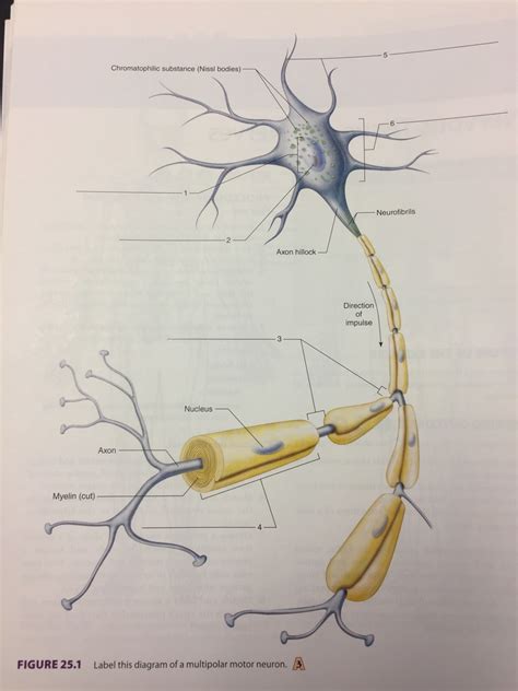 Nervous System Lab Exam Figure 25 1 Neuron Diagram Quizlet