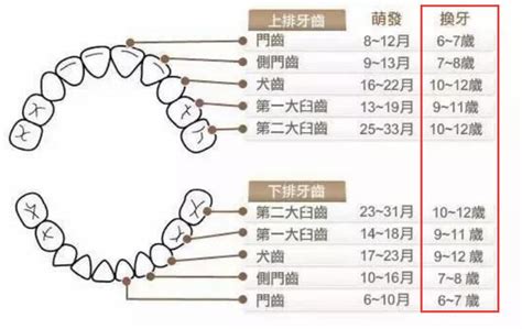 6岁儿童换牙顺序图20颗最全儿童换牙时间表儿童换牙何时开始何时结束一图说清 说明书网