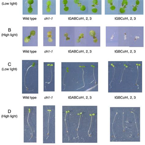 Light Sensitivities Of The Arabidopsis Seedlings A And B Arabidopsis