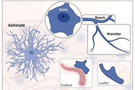 Astrocyte Morphology And Subcellular Compartments General Schematic