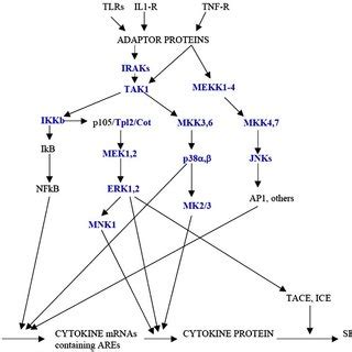 Schematic Representation Of Signalling Pathways Involved In