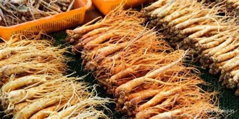 Kenali 7 Manfaat Ginseng Untuk Kesehatan Tubuh Yang Teruji Khasiatnya