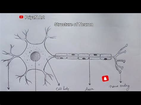 How To Draw Structure Of Neuron Biology Diagram Class 10