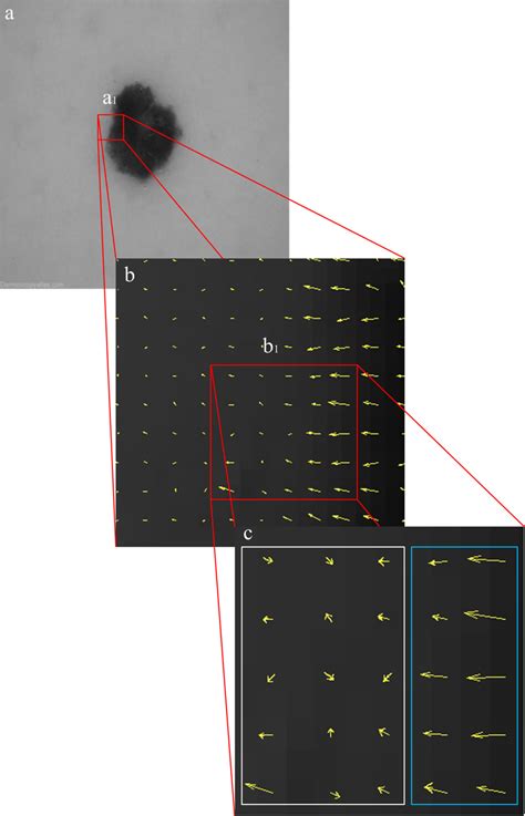 Structure Tensor Field Of Target And Non Target Edge Regions A