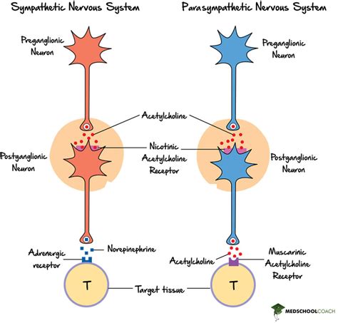 Sympathetic Vs Parasympathetic Nervous System MCAT Biology