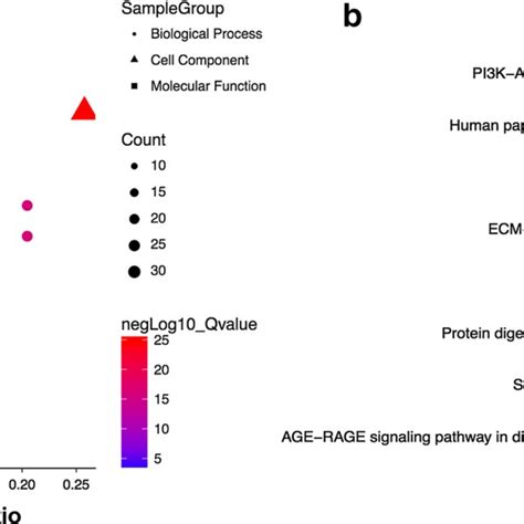 GO Functional And KEGG Pathway Enrichment Analyses For Genes In The