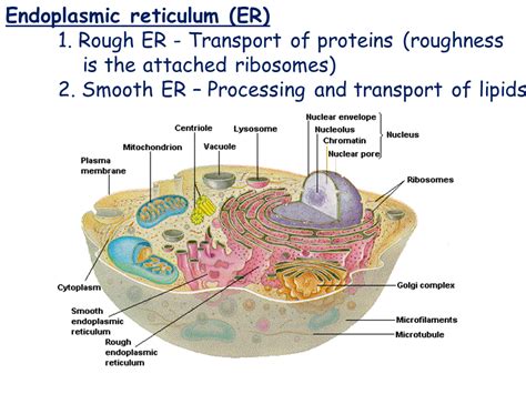 DIAGRAM Endoplasmic Reticulum Diagram MYDIAGRAM ONLINE