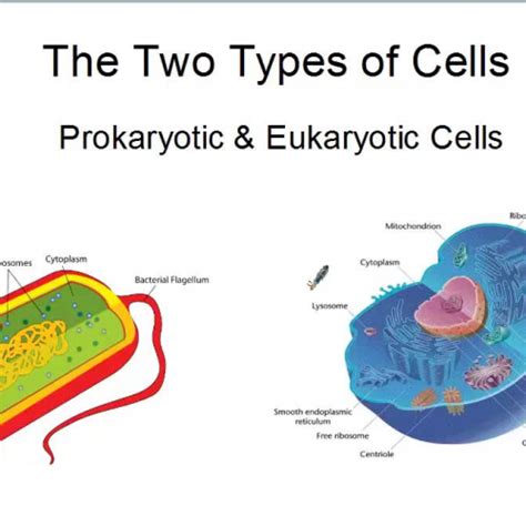Ribosomes Science High School Science Biology