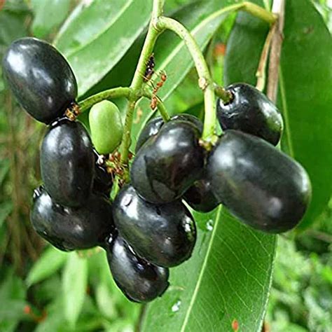 Jamun Tree