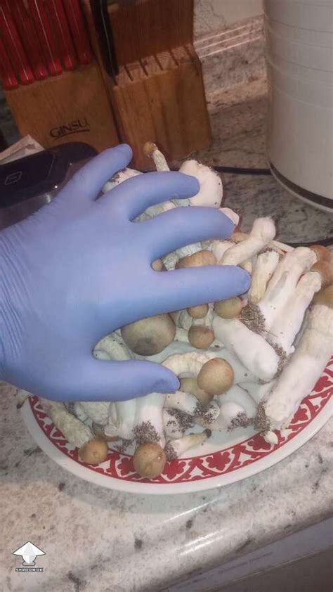 Penis Envy Mushroom