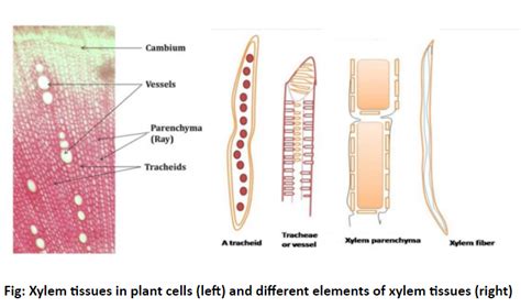 Xylem Cell