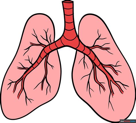 How To Draw Lungs Really Easy Drawing Tutorial