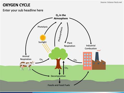 Oxygen Cycle Diagram