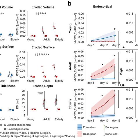 a 3d dynamic in vivo morphometry parameters calculated between day 0 download scientific