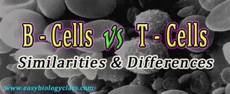 Difference Between B Cells And T Cells EasyBiologyClass