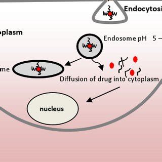 7 Schematic Representation Of Cellular Uptake And Release Of The