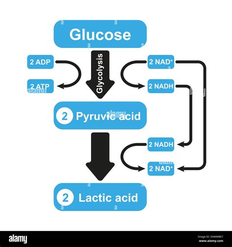 Illustration Showing The Metabolic Pathways Of Lactic Fermentation A